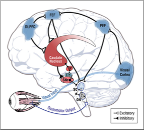 Know A Procedure: The King-Devick Test | Azalea Orthopedics | Azalea ...